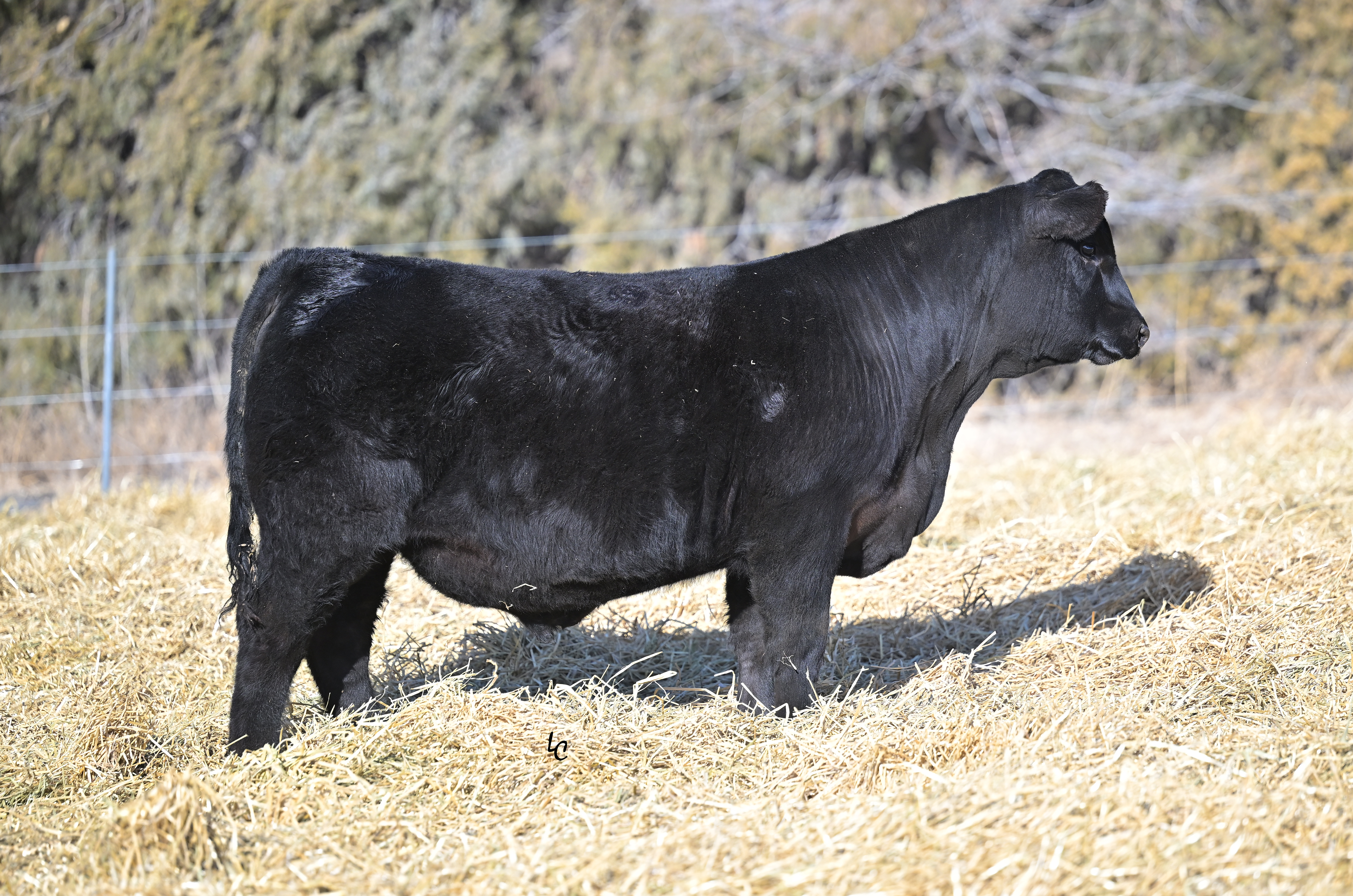 Bulls For Sale | Angus
