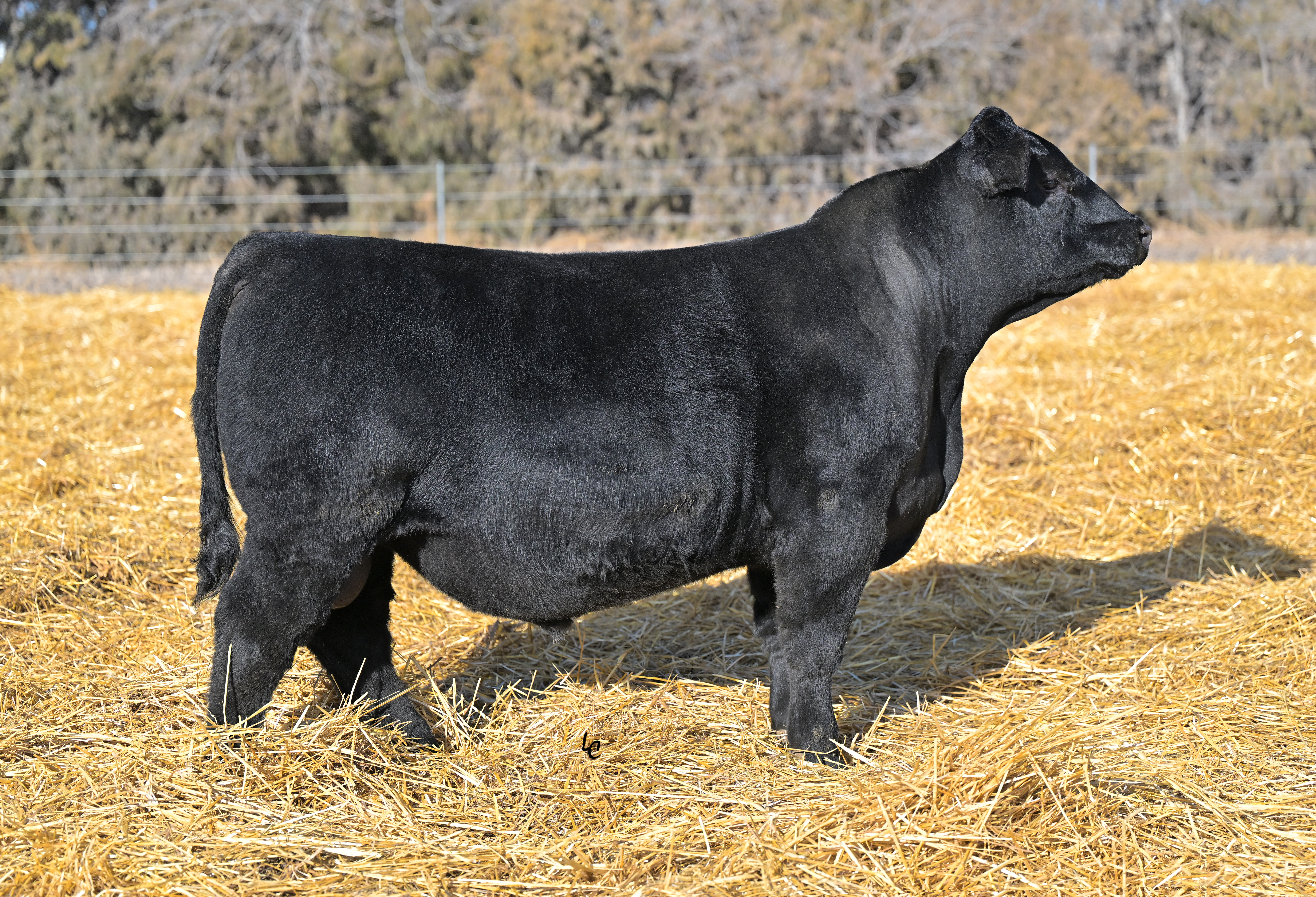 Elite Bulls Available for the 2026 Season