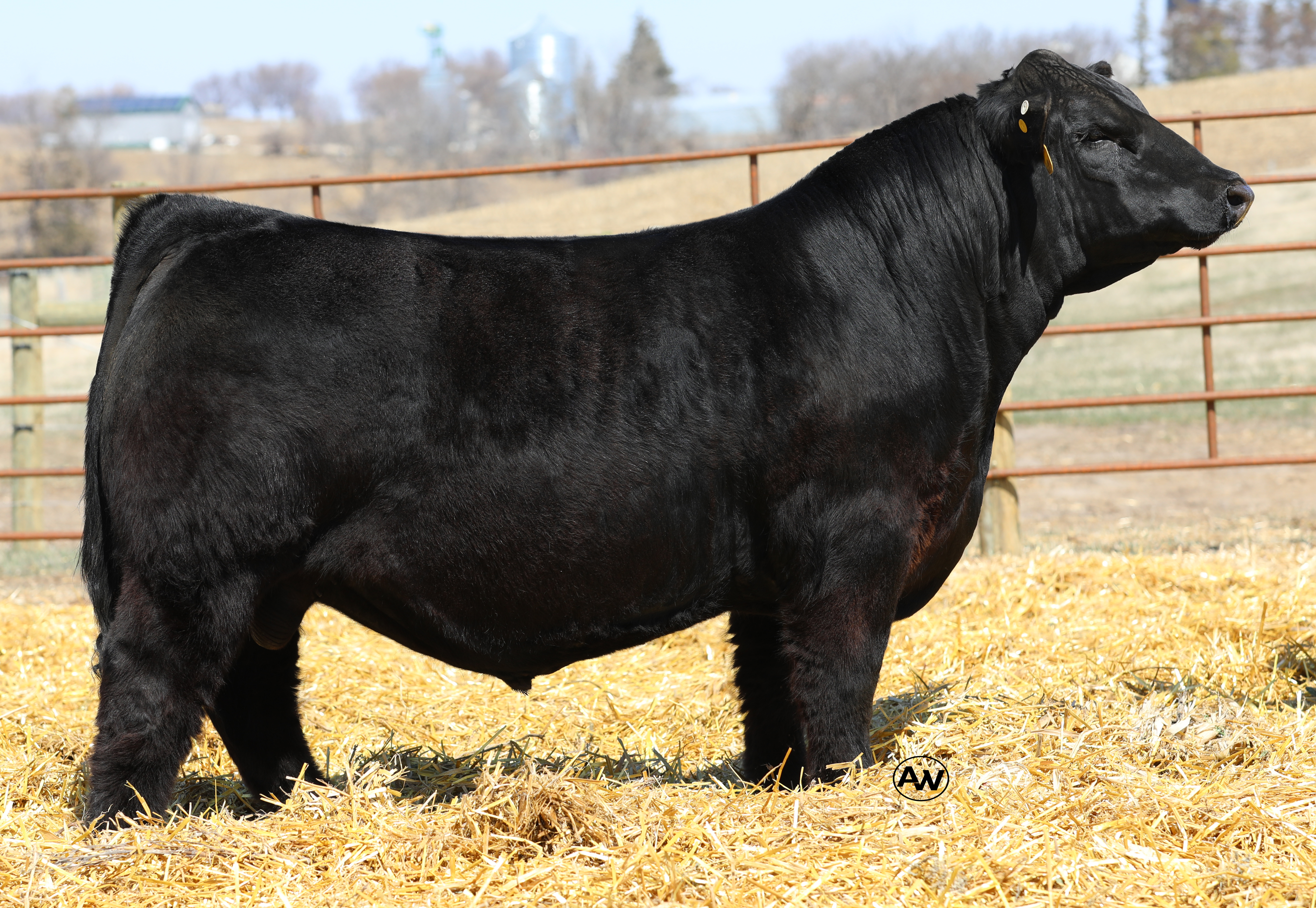 KLER Maximus M3 | klercattle