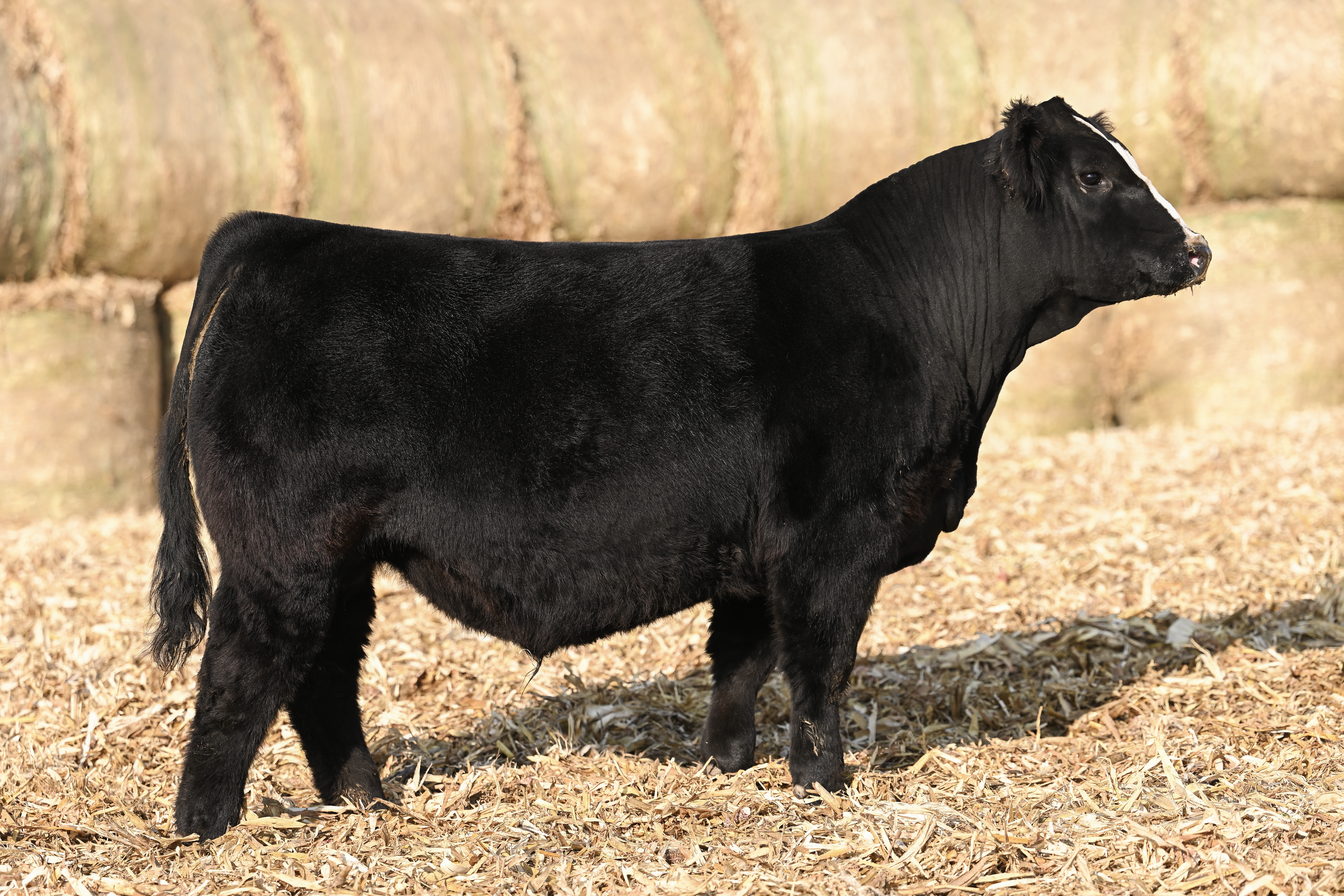 KLER Elusive 2117K | klercattle