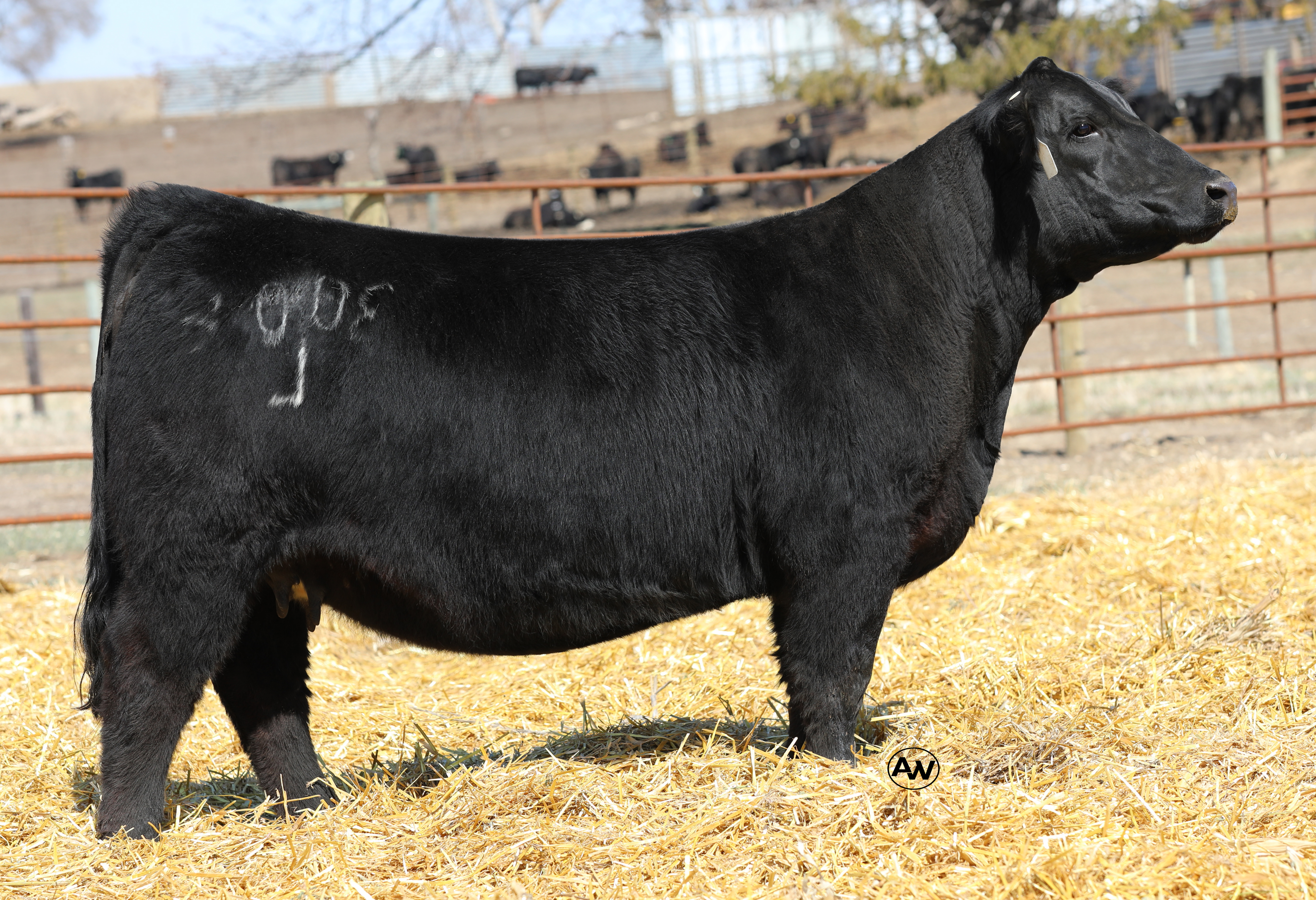 KLER/DFS1 Autumn Breeze 3008L | klercattle