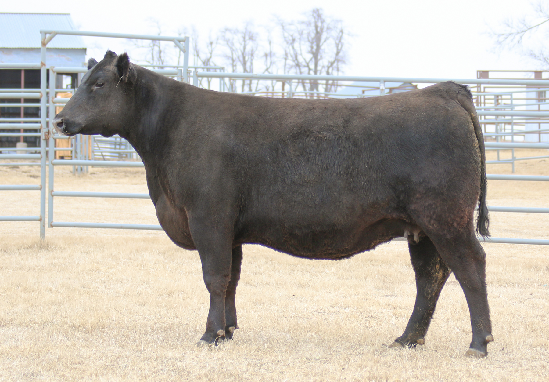 SS Primrose Lady D4553 | KENNYANGUS