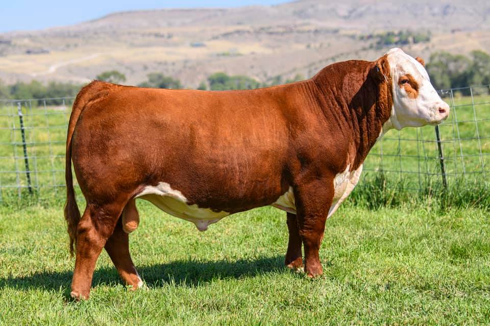 CHURCHILL MAJESTIC 903G ET | STREAMLINE