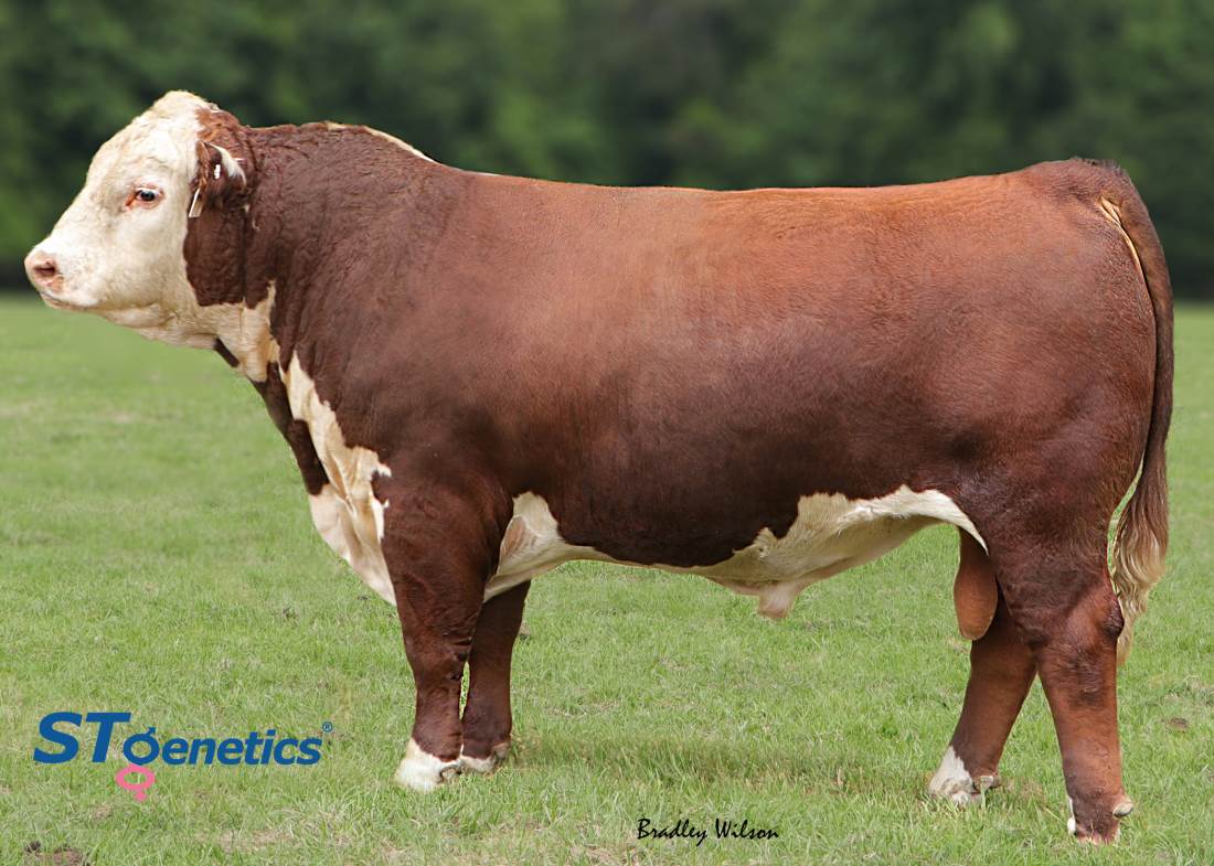 CMF 1756 GUIDELINE 535G | STREAMLINE
