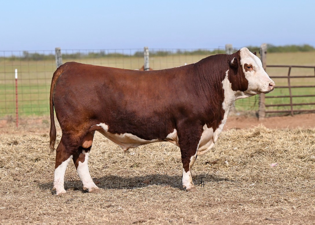 Reference Sires | STREAMLINE