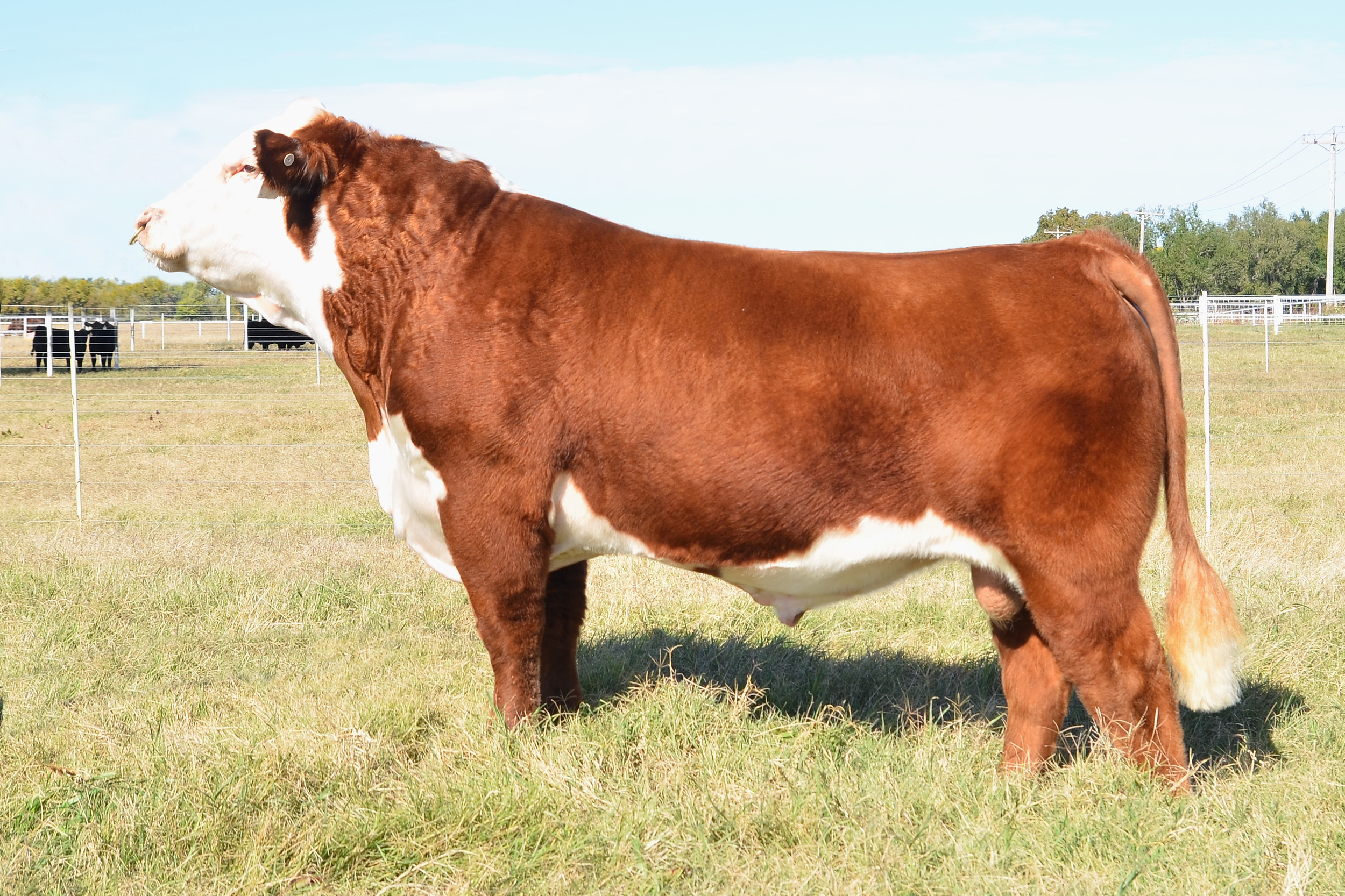 KCF BENNETT INFLUENCE Z80 | STREAMLINE