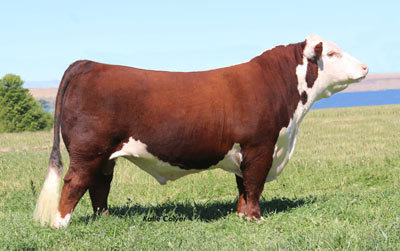 Reference Sires | STREAMLINE